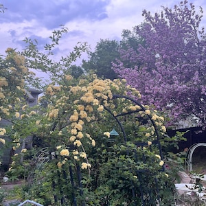 Yellow Lady Banks Climbing Rose: Fragrant Thornless 4 Cuttings, Rosa ...
