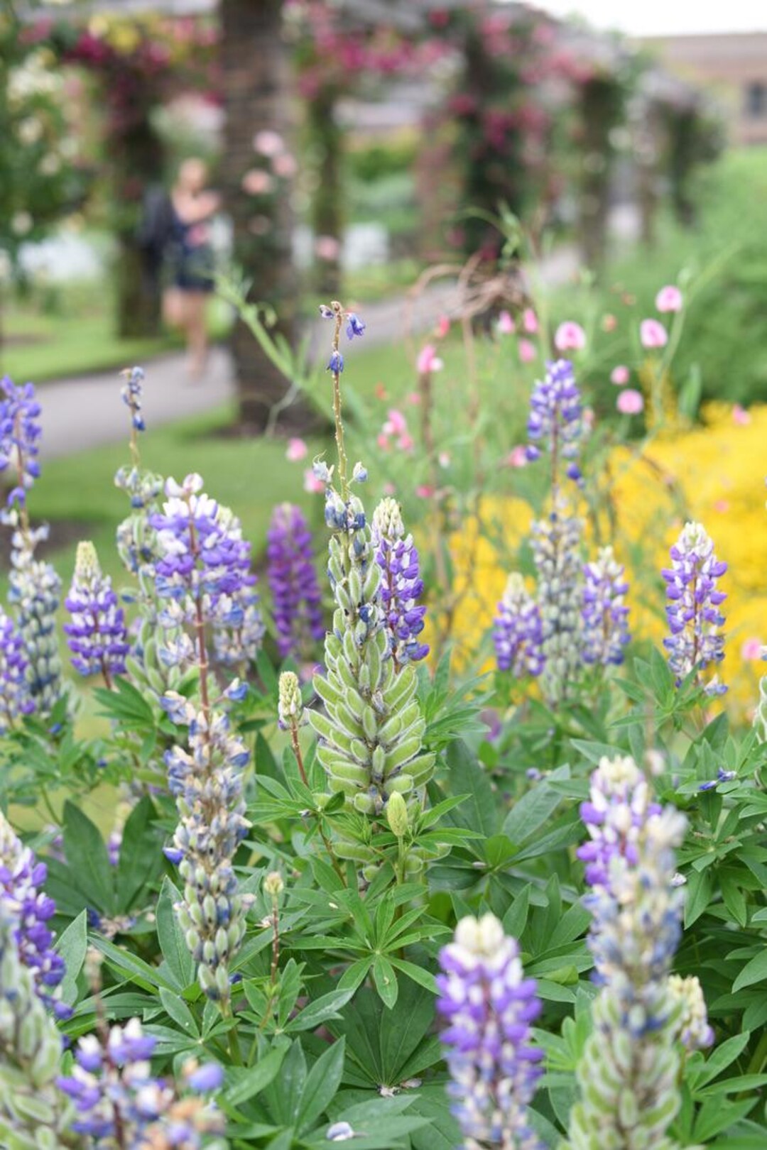 Lupinus Polyphyllus 10 Seeds: Multi-color Bluebonnet Lupine - New ...