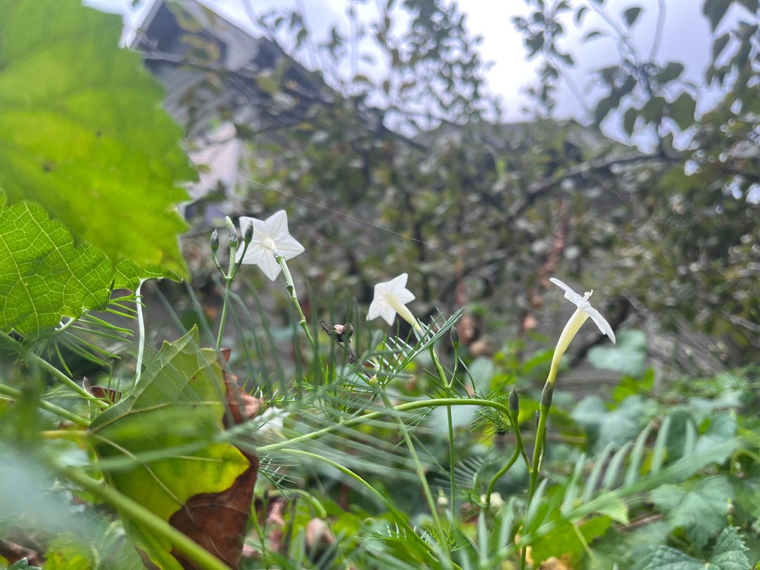 White or Red Cypress Vine Ipomoea Quamoclit 15 Seeds or Plant Start - Etsy
