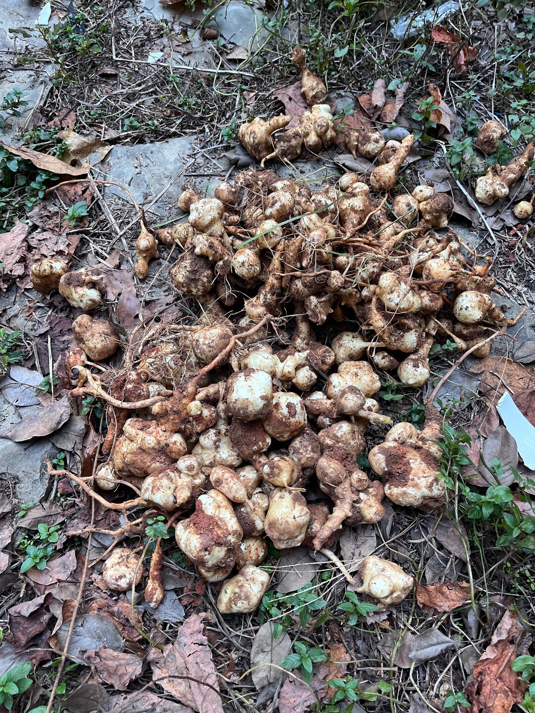 Sunchoke Roots Tube Bulb 돼지감자 洋姜 Cây Gừng Tây Jerusalem Artichoke Wild ...