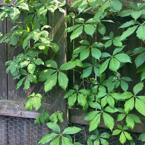 Bareroot Virginia Creeper Parthenocissus Quinquefolia Climbing Vine ...