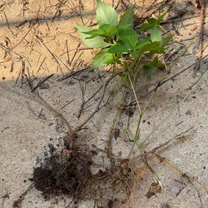 Bareroot Virginia Creeper Parthenocissus Quinquefolia Climbing Vine ...