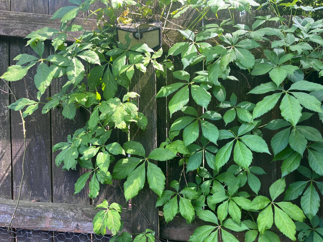 Bareroot Virginia Creeper Parthenocissus Quinquefolia Climbing Vine ...