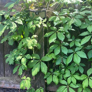 Bareroot Virginia Creeper Parthenocissus Quinquefolia Climbing Vine ...