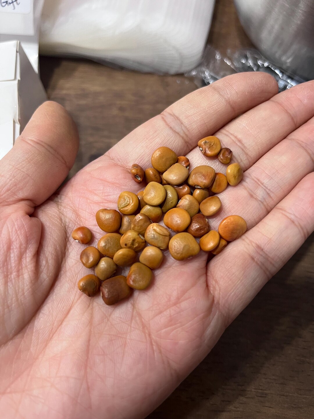 Jicama 10 Seeds Yam Bean Raw Fruits Mexican Turnip Vege Healthy - Etsy