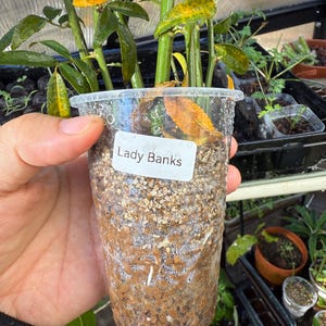 Yellow Lady Banks Climbing Rose: Fragrant Thornless 4 Cuttings, Rosa ...