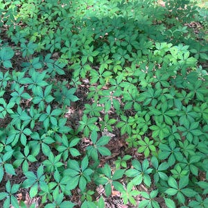 Bareroot Virginia Creeper Parthenocissus Quinquefolia Climbing Vine ...