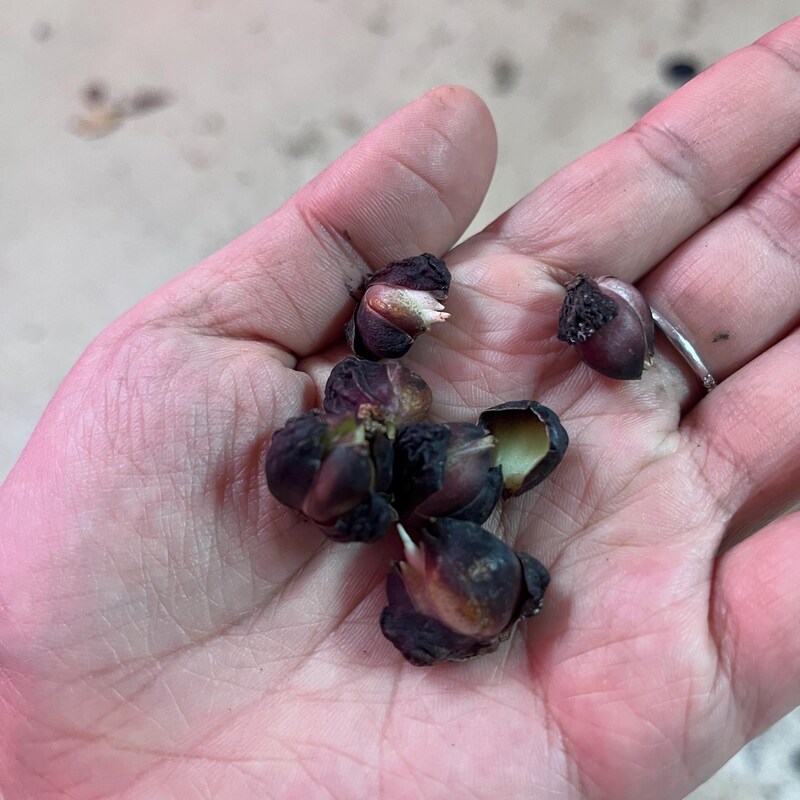 Caladium Bulbs - Etsy