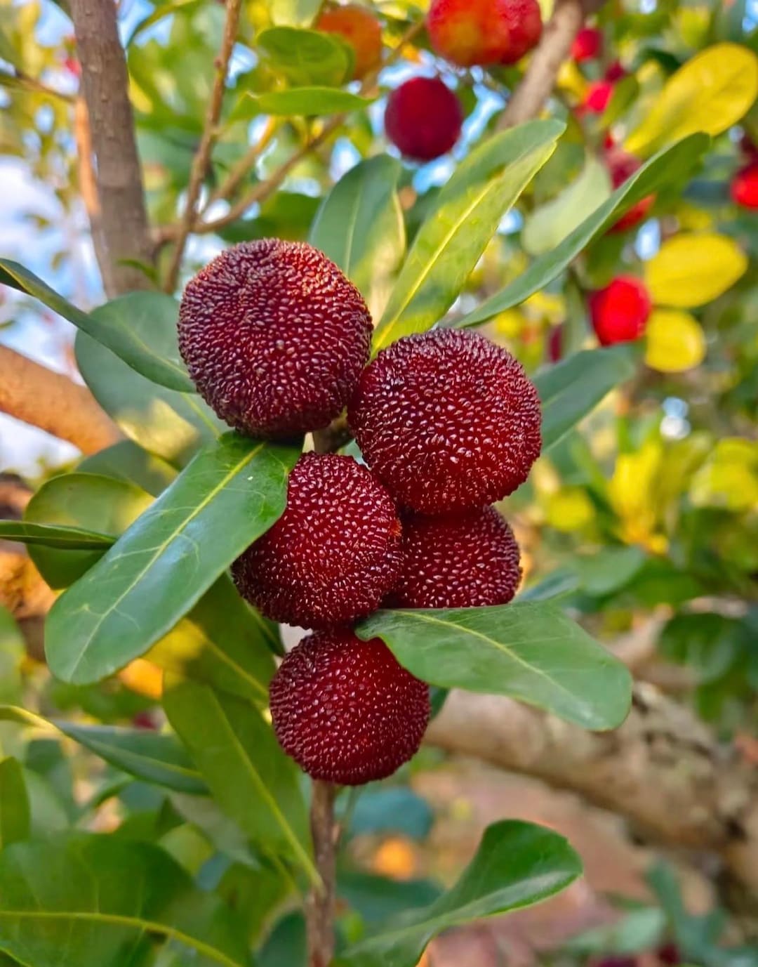 Waxberry Seeds: Chinese Bayberry Yangmei Myrica Rubra - Newly Harvested ...