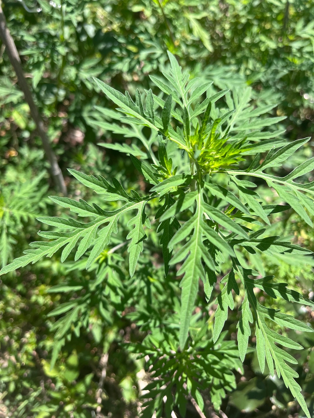 Mugwort Plant Artemisia Argyi 艾草 쑥 Ngải Cứu Herb Fragrant Cuttings and ...
