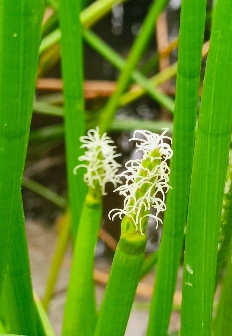 Chinese Water Chestnut 荸荠 4 Seeds Tuber for Planting Eleocharis Dulcis ...