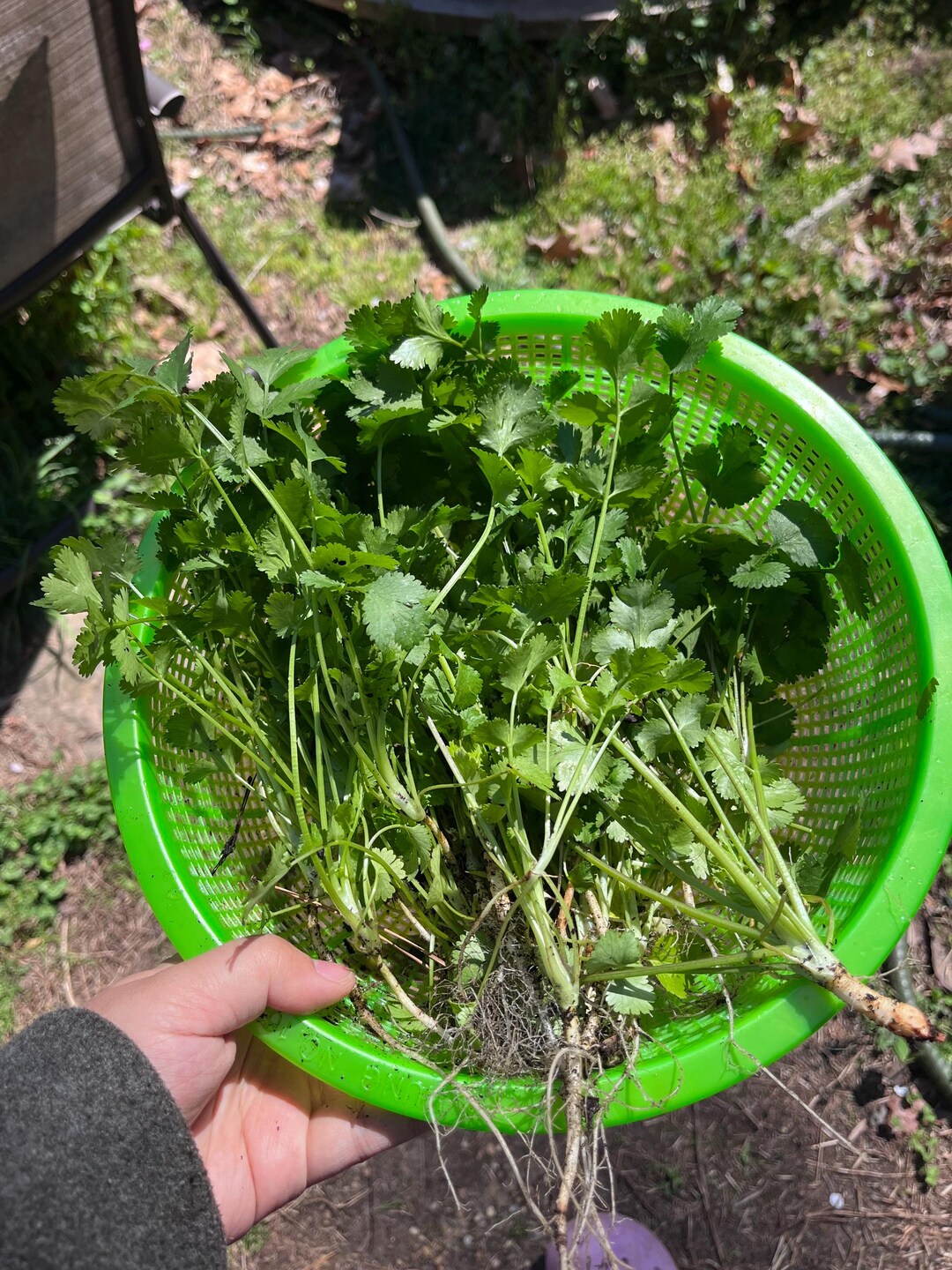 Cilantro 20-40 Seeds: Strong Flavor, Small Leaves - Cold Tolerant ...