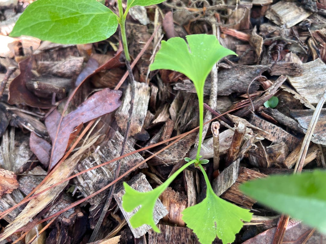Ginkgo Biloba Tree Plant Start Bareroot Fall Golden Color Specimen - Etsy