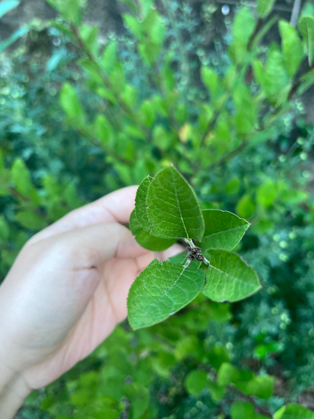 3 Cuttings | Challenging! | Prunus Maritima Beach Plum Tree Shrub ...