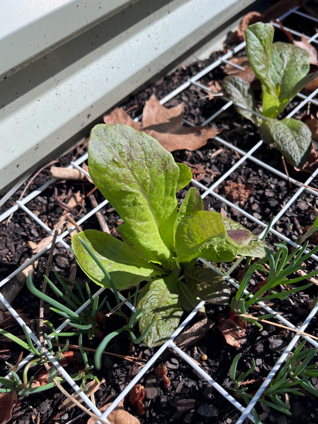 Lactuca Sativa Var Longifolia 油麦菜 You Mai Cai Chinese Lettuce Sword ...