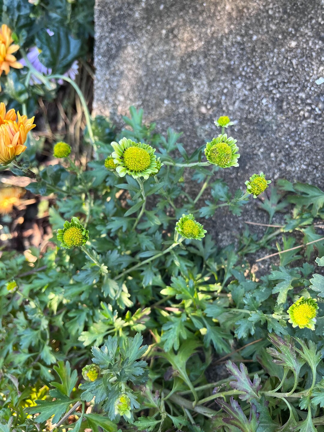 Small Green Mum Chrysanthemum Flower Plant Cutting Easy to Grow 3 ...