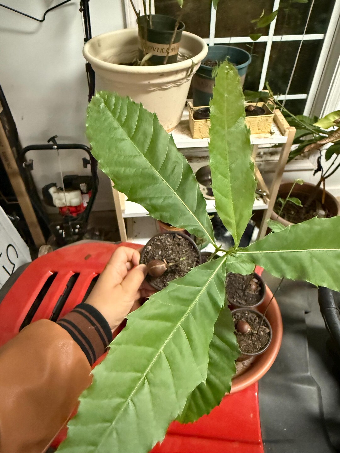Chestnut Plant Start Small Chestnut Live Tree | Castanea Edible Nut ...