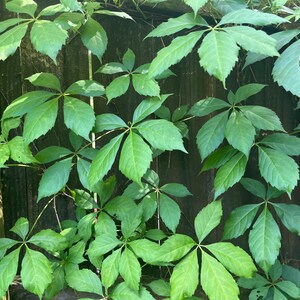 Bareroot Virginia Creeper Parthenocissus Quinquefolia Climbing Vine ...