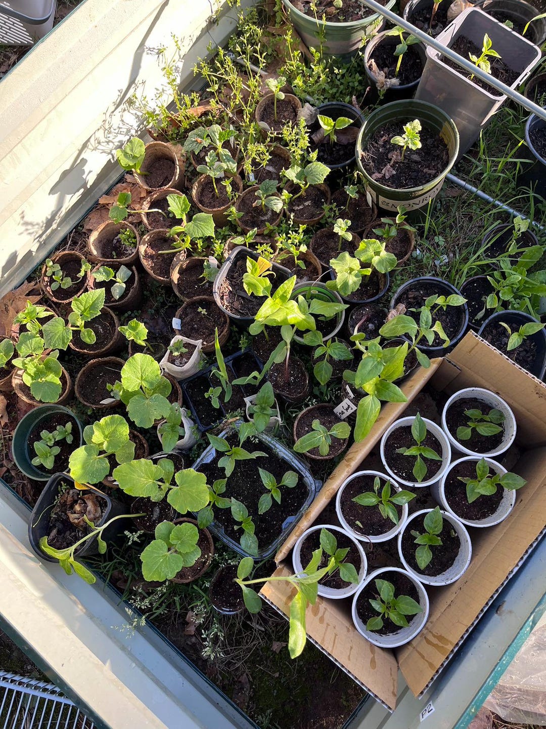 Mystery Seed Blind Box: 5 Varieties - Vegetable, Flower, or Mixed - Etsy