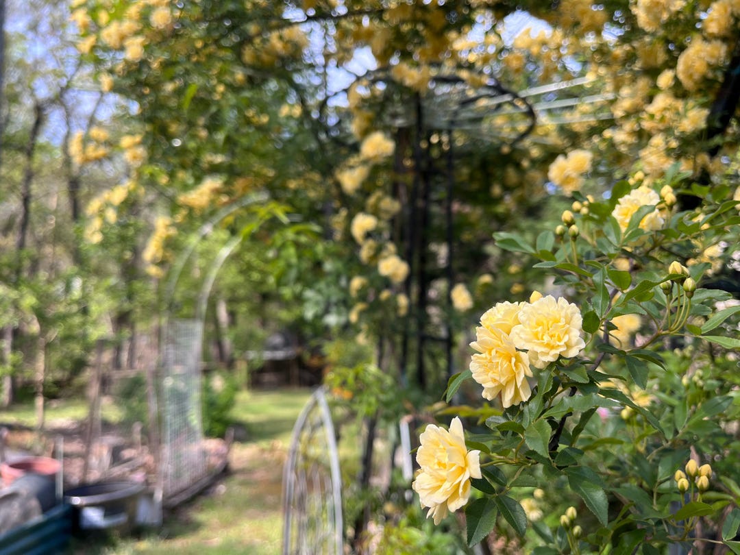 Yellow Lady Banks Climbing Rose: Fragrant Thornless 4 Cuttings, Rosa ...