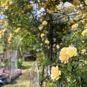 Yellow Lady Banks Climbing Rose - Etsy
