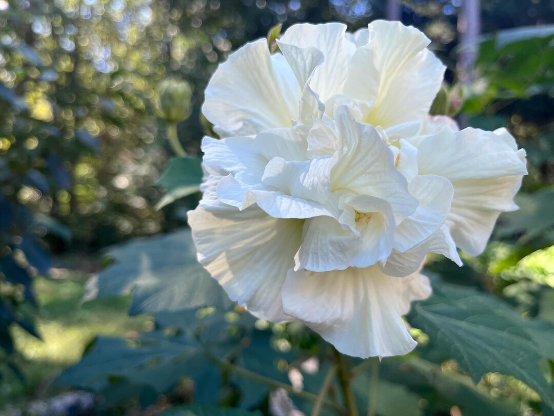 Hibiscus Mutabilis White Confederate Rose Large Shrub or Small Tree 3 ...