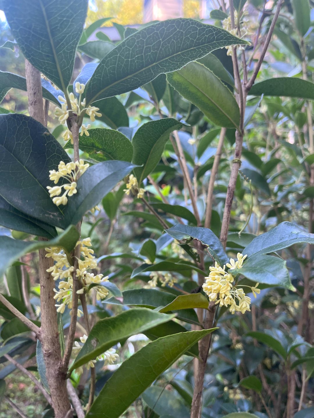 桂花osmanthus Cuttings 3 Pieces Super Challenging! | Fragrant Golden ...