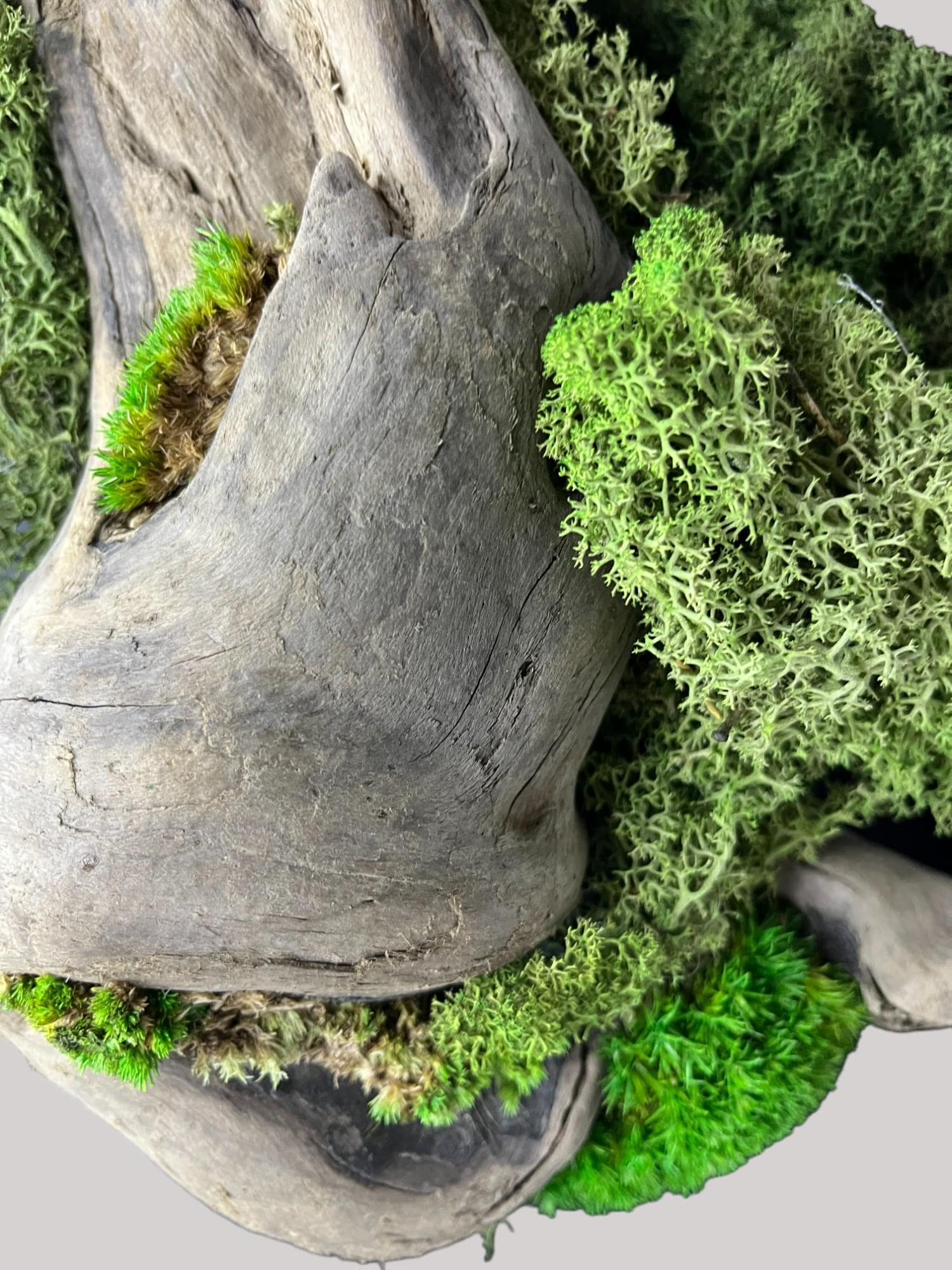 Mossy Natural Tree Branch Wall Decor Framed Moss Art Birthday Gift Gift ...