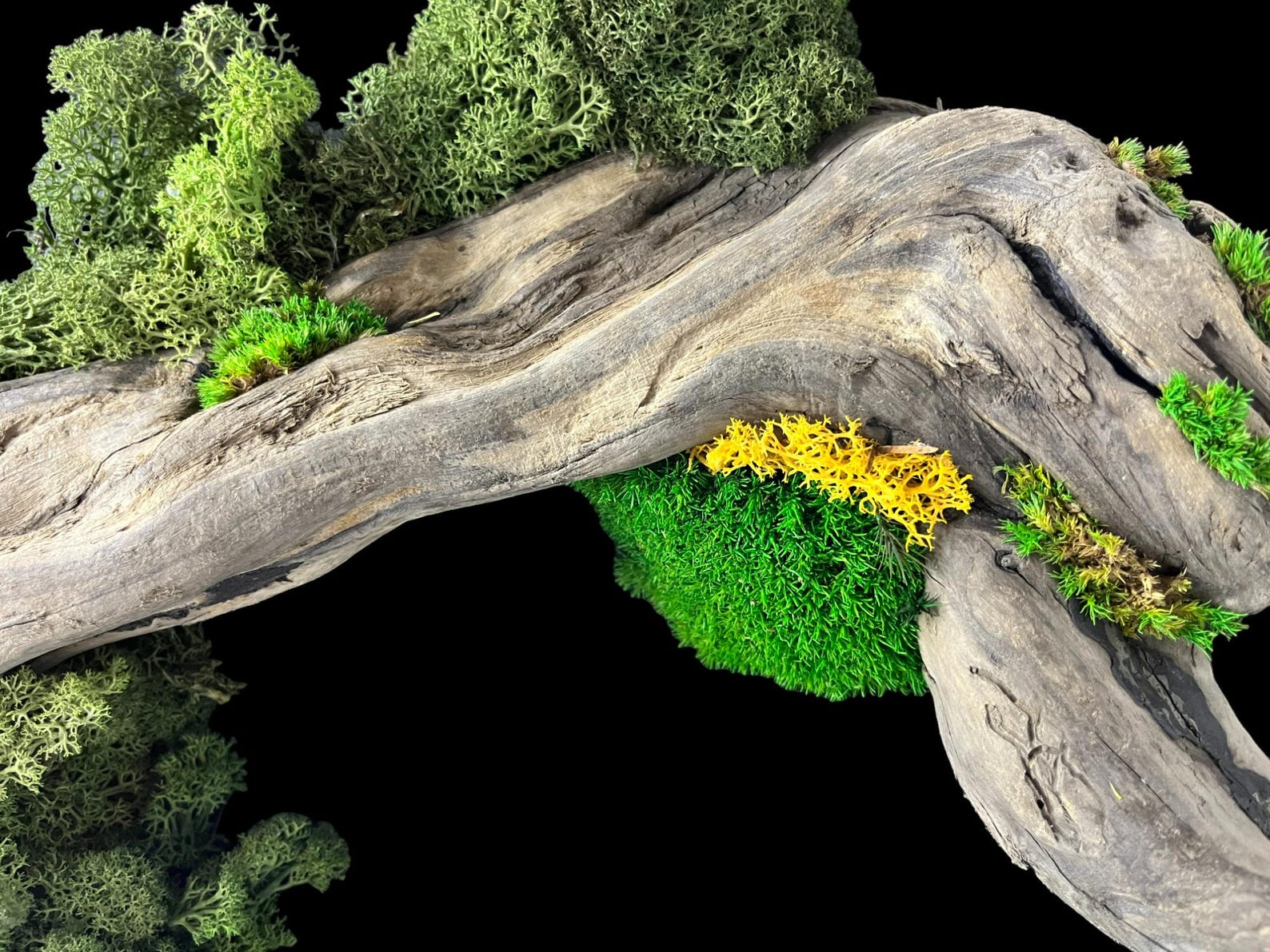 Mossy Natural Tree Branch Wall Decor Framed Moss Art Birthday Gift Gift ...