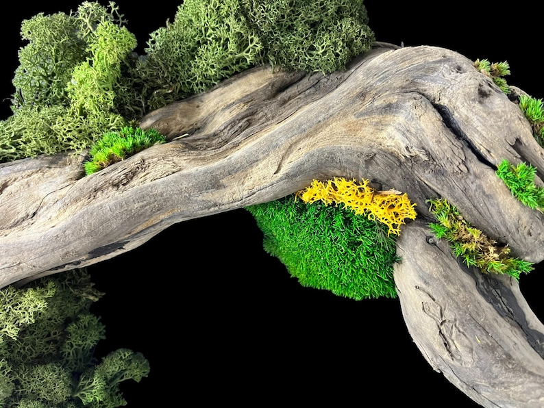Mossy Natural Tree Branch Wall Decor Framed Moss Art Birthday Gift Gift ...