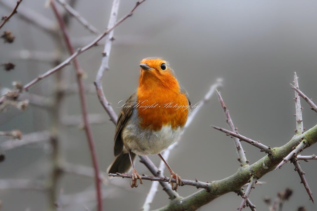 Rustic Robin Wall Art: Rustic Bird Decor, Nature Photography, Woodland ...