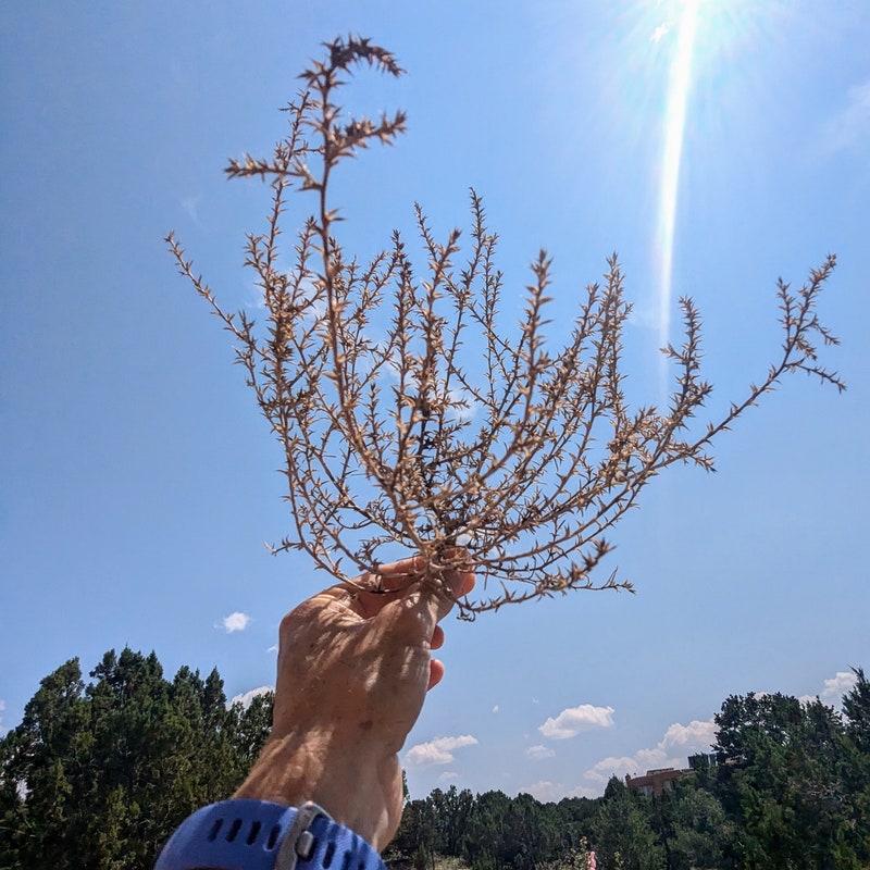 Tumbleweed - Etsy