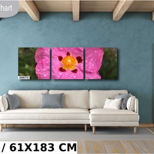 Pink Cistus, Dunedin, New Zealand, Rock Rose, Flower - Etsy