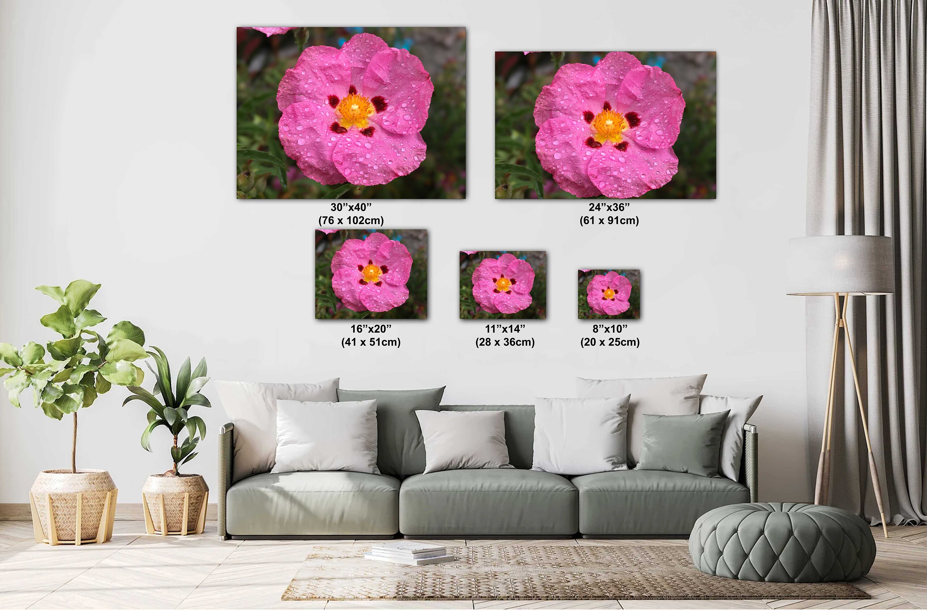 Pink Cistus, Dunedin, New Zealand, Rock Rose, Flower - Etsy