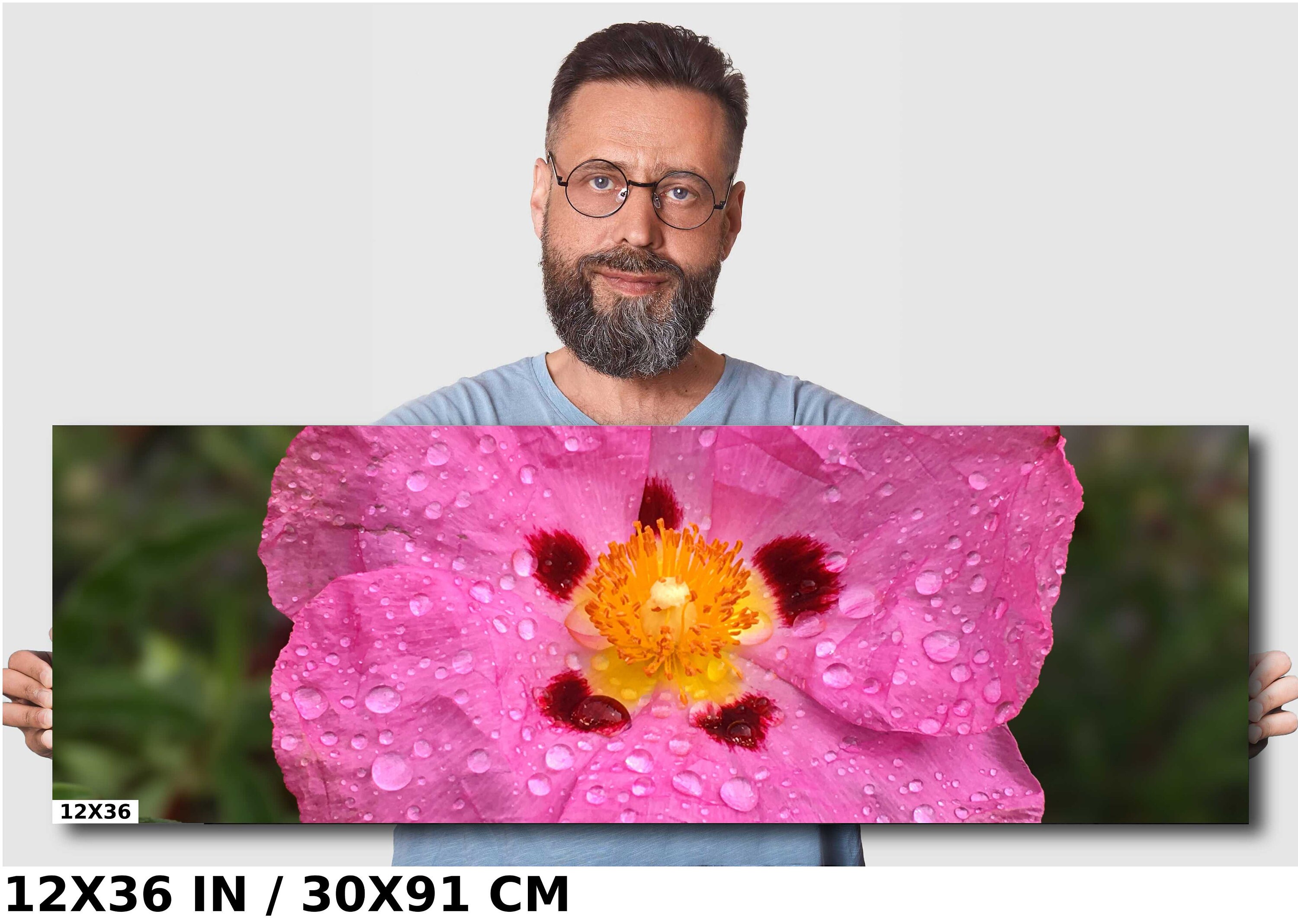 Pink Cistus, Dunedin, New Zealand, Rock Rose, Flower - Etsy