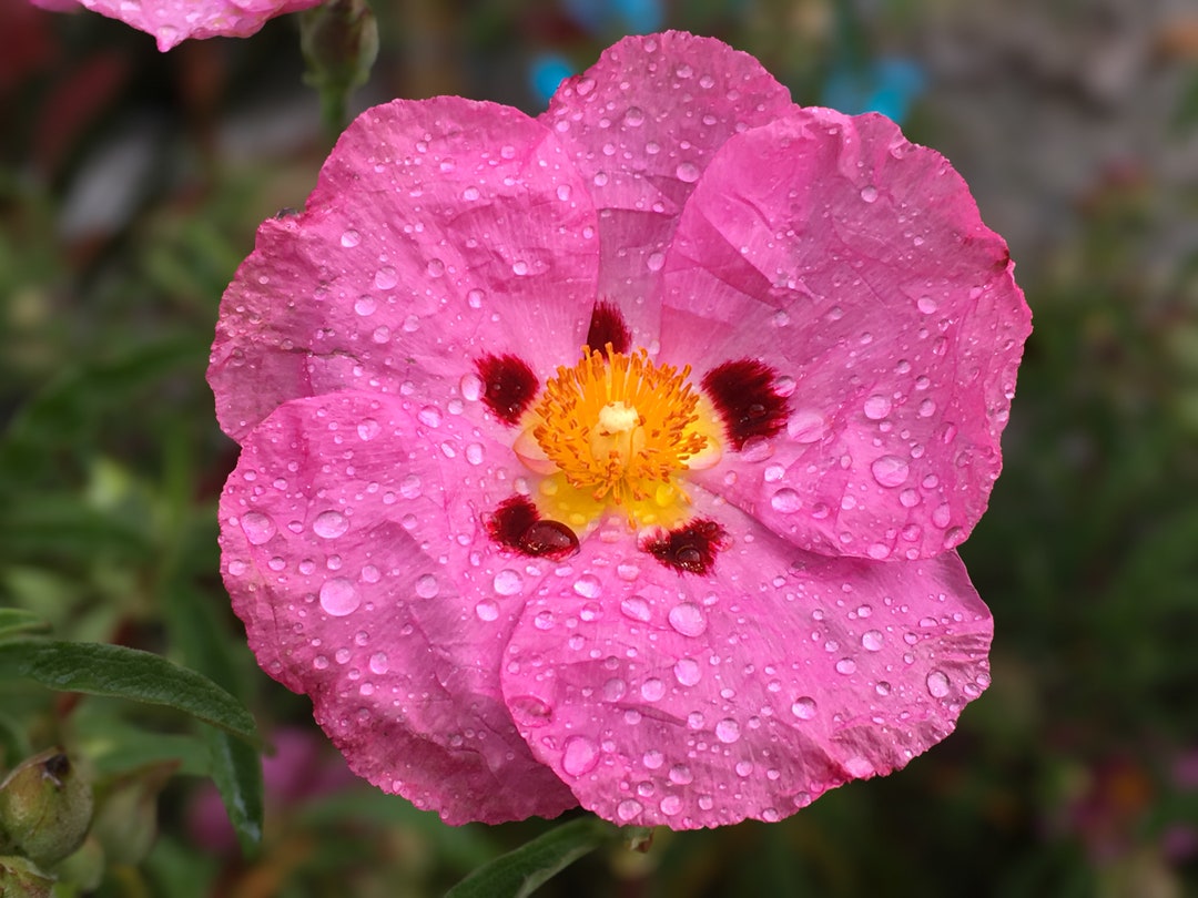 Pink Cistus, Dunedin, New Zealand, Rock Rose, Flower - Etsy