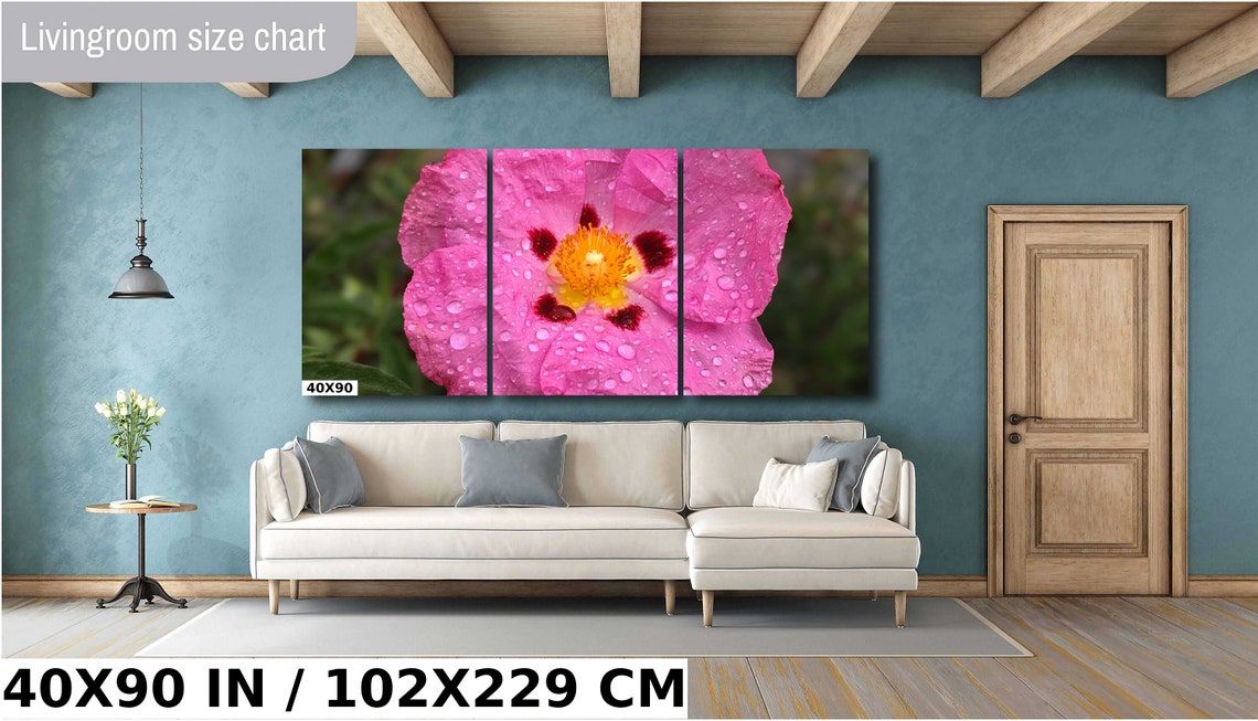 Pink Cistus, Dunedin, New Zealand, Rock Rose, Flower - Etsy