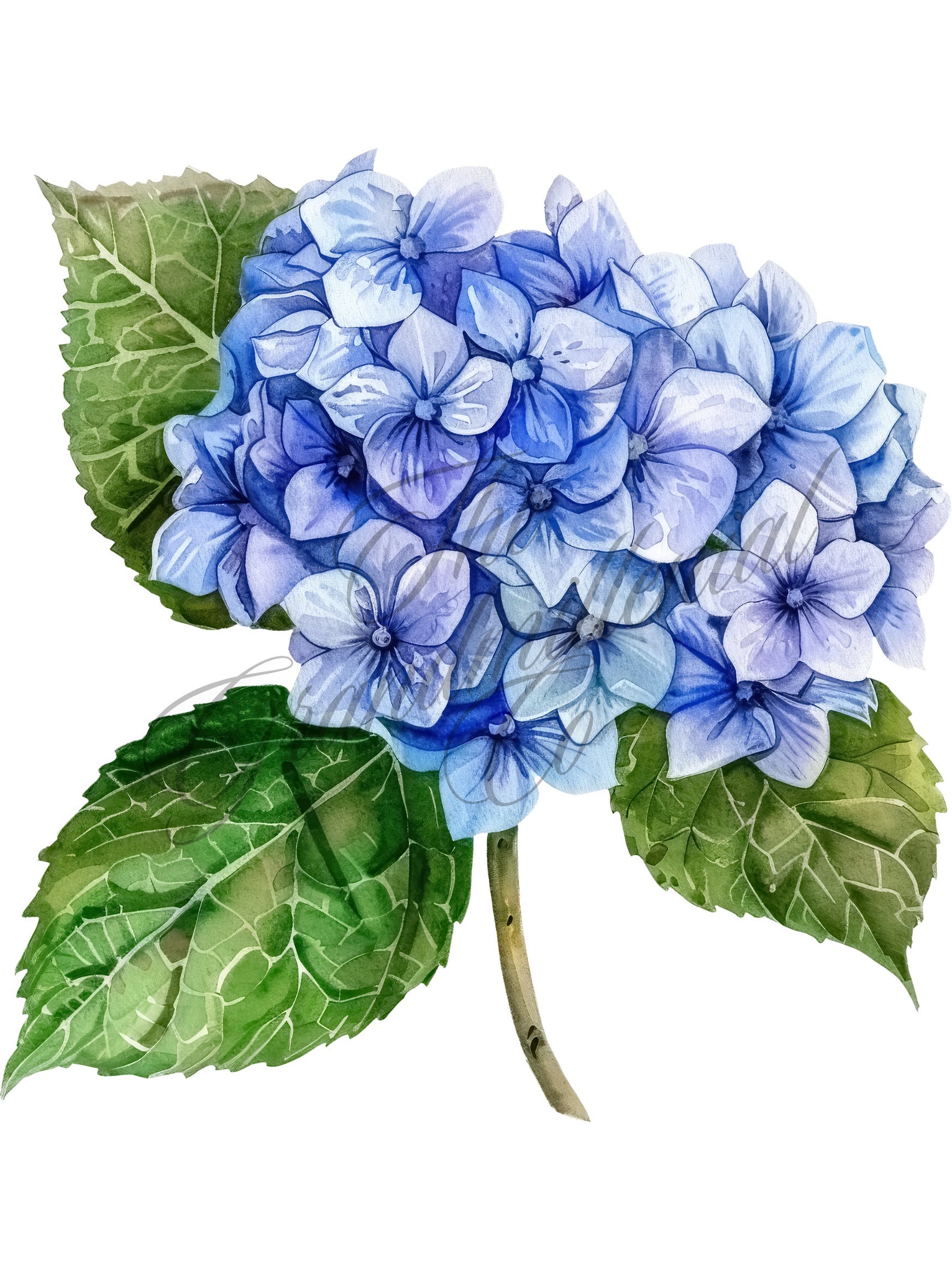 Watercolor Blue Hydrangea Art Print, Printable Digital Download ...