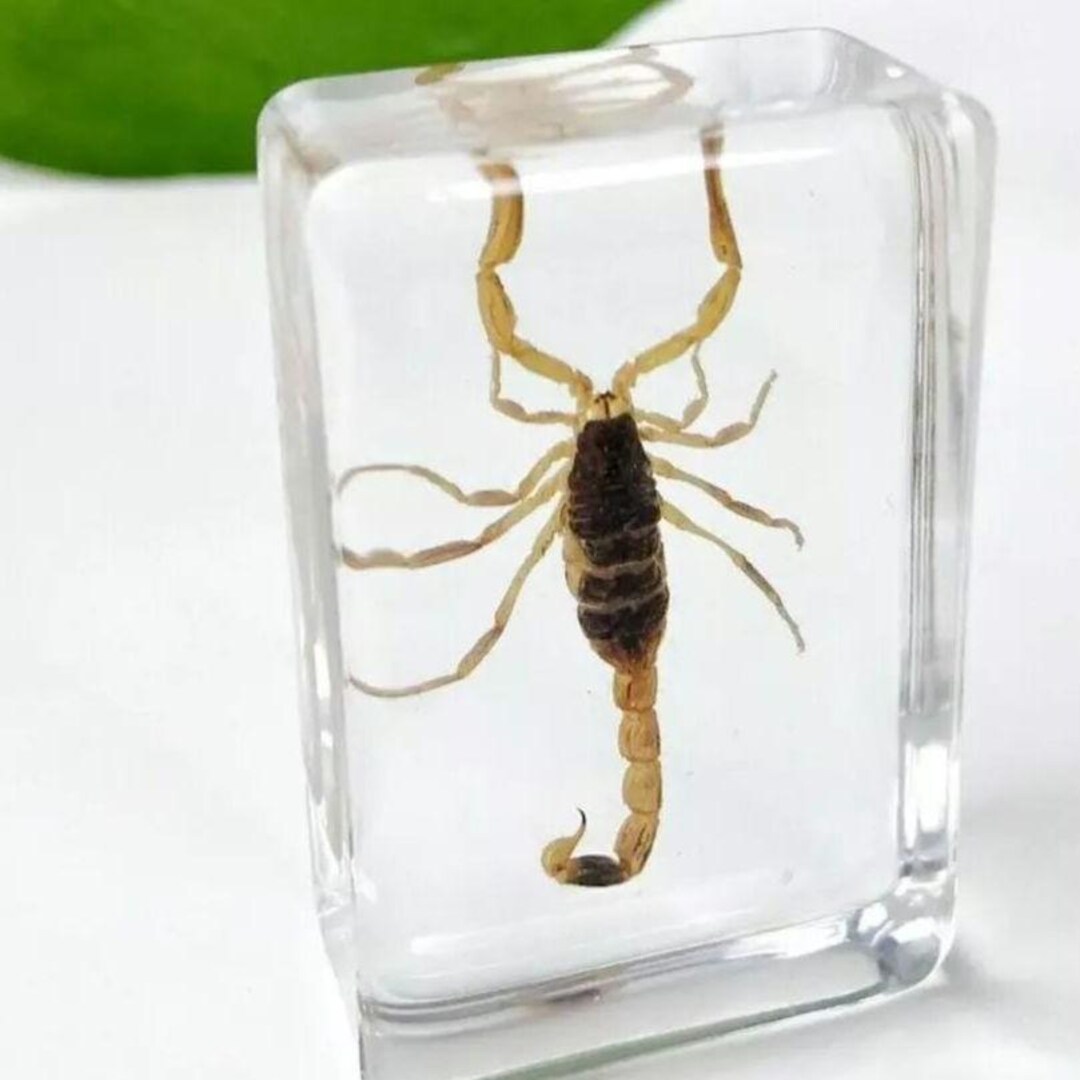 Mystery Insect Specimen 30 Pcs Set Bugs in Resin Entomology Teaching ...