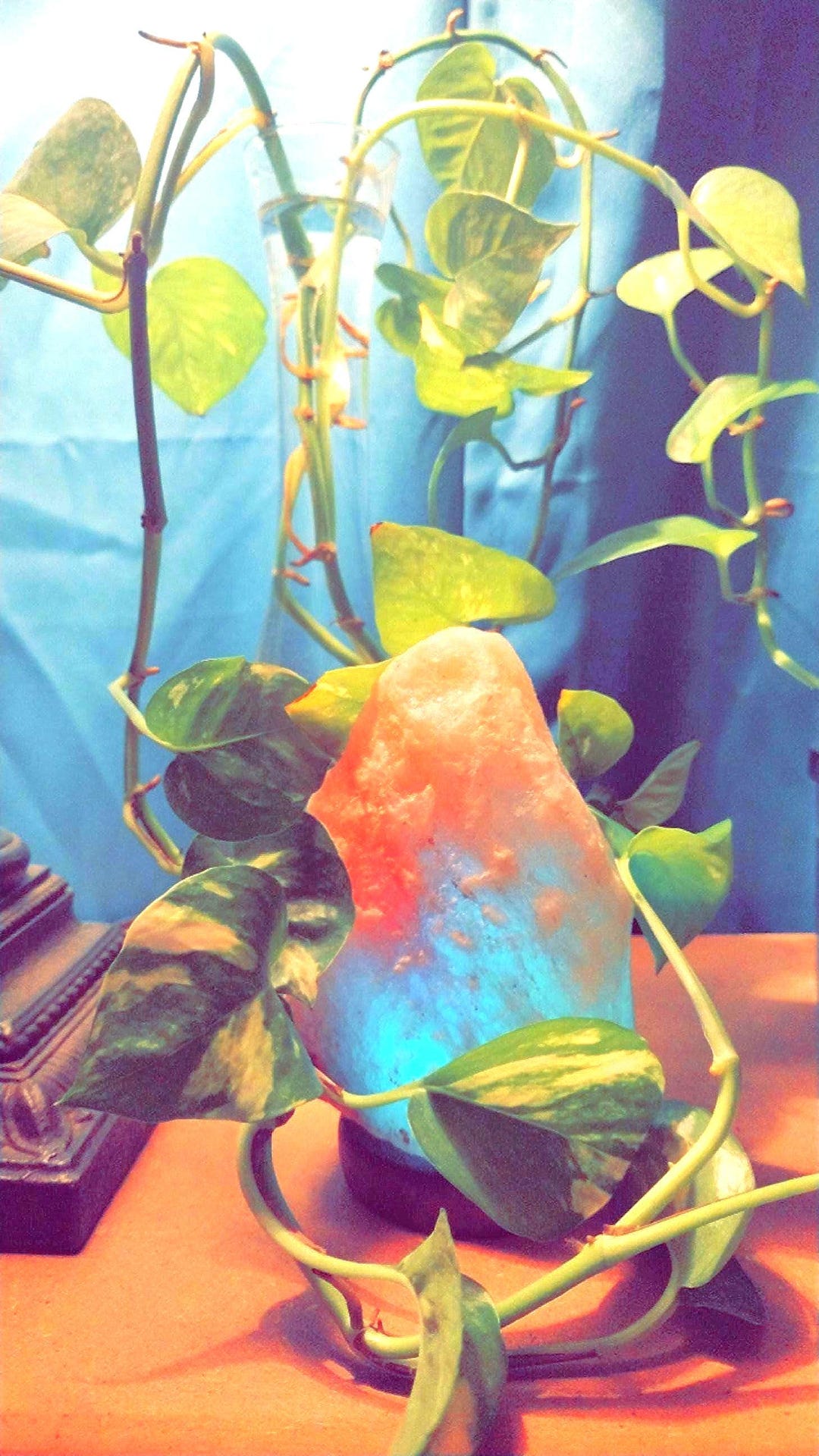 Golden Pathos (propagated Pieces) - Etsy