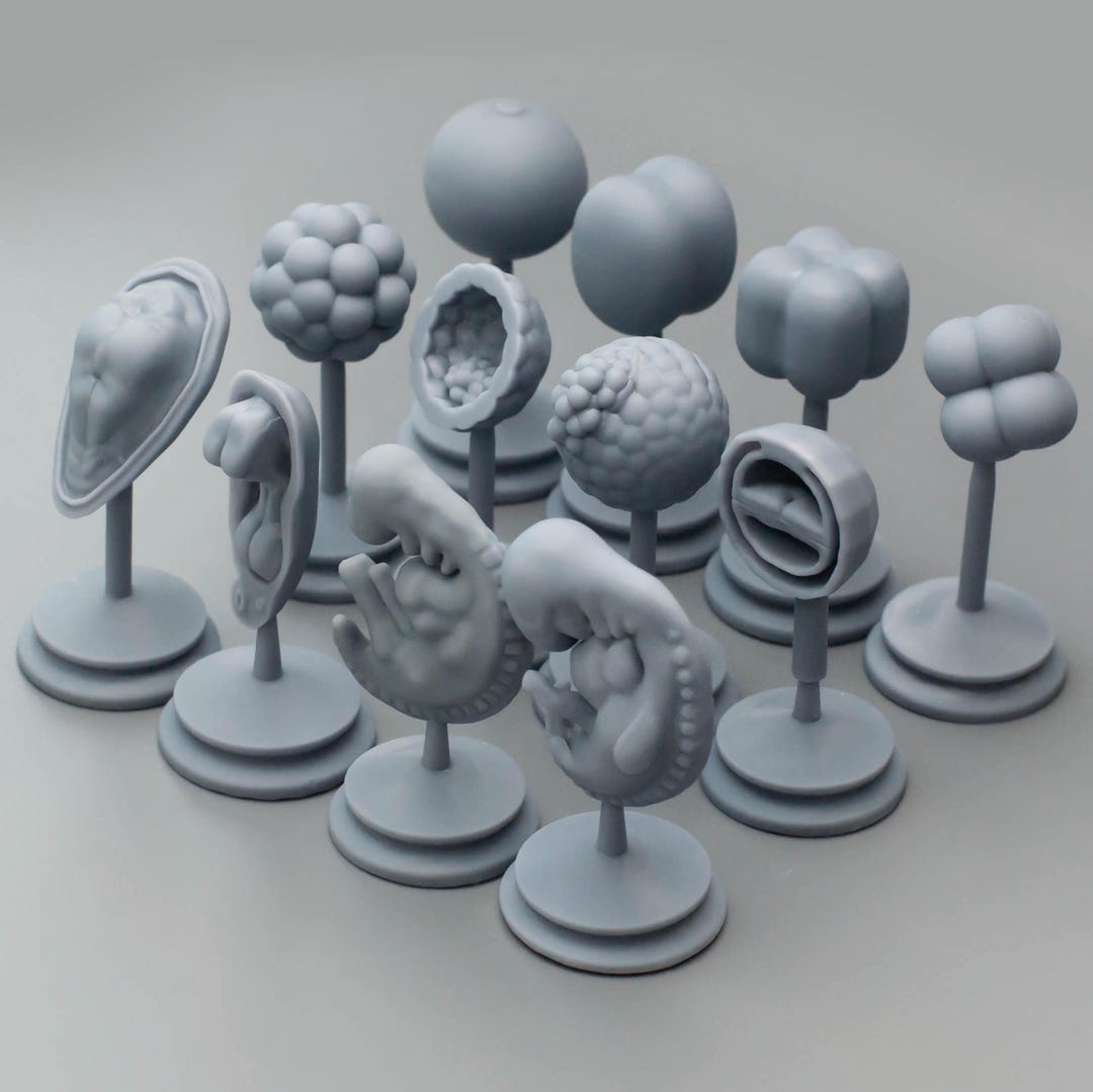 3D Embryo Art Models, First Month of Pregnancy 0-28 Days 3dprinted ...
