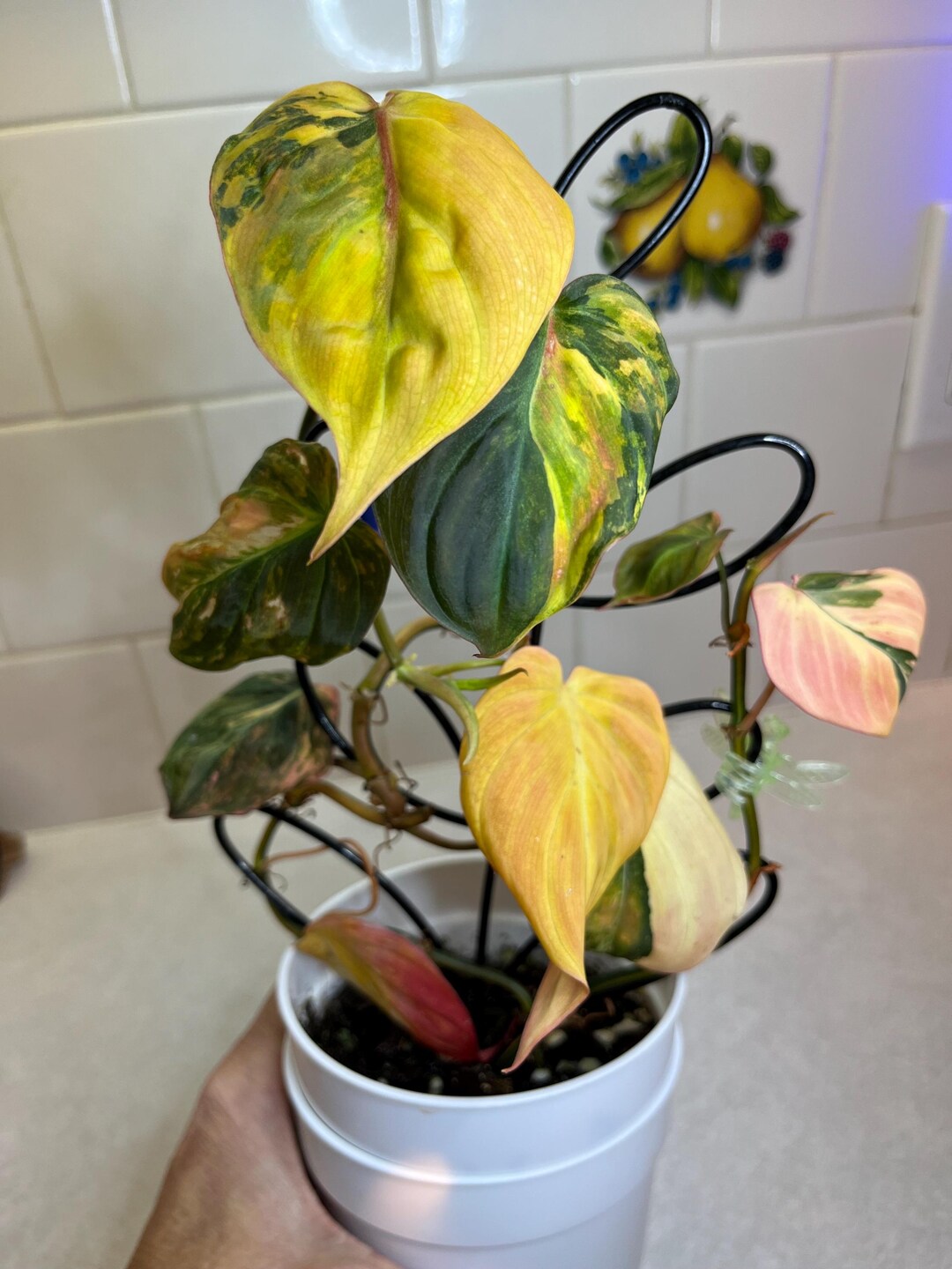 Pink Variegated Philodendron Micans Aurea **unrooted Cutting - Etsy