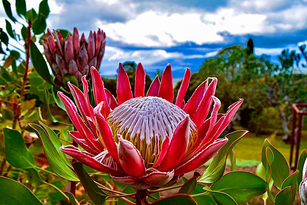 Exotic Beauty of Maui: the Striking Protea Blossom - Etsy