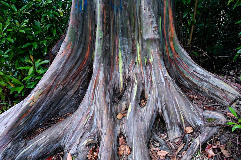 Rainbow Eucalyptus, Rainbow Tree, Maui, Hana, Hawaii, Hawaiian Islands ...