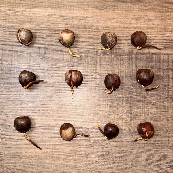 Acorn Decor - Etsy