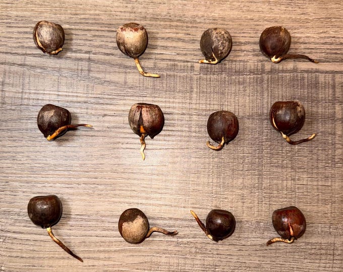 4 Pack Live Red Oak Tree Seeds - With Roots - Ready to Grow Seed Sprout ...