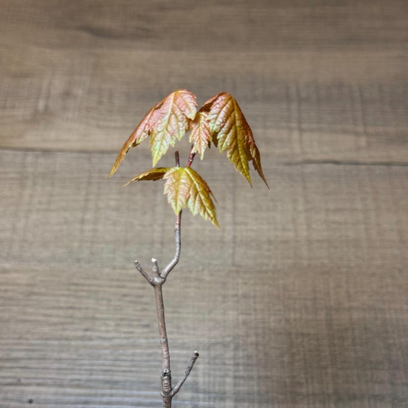 Red Maple - Etsy