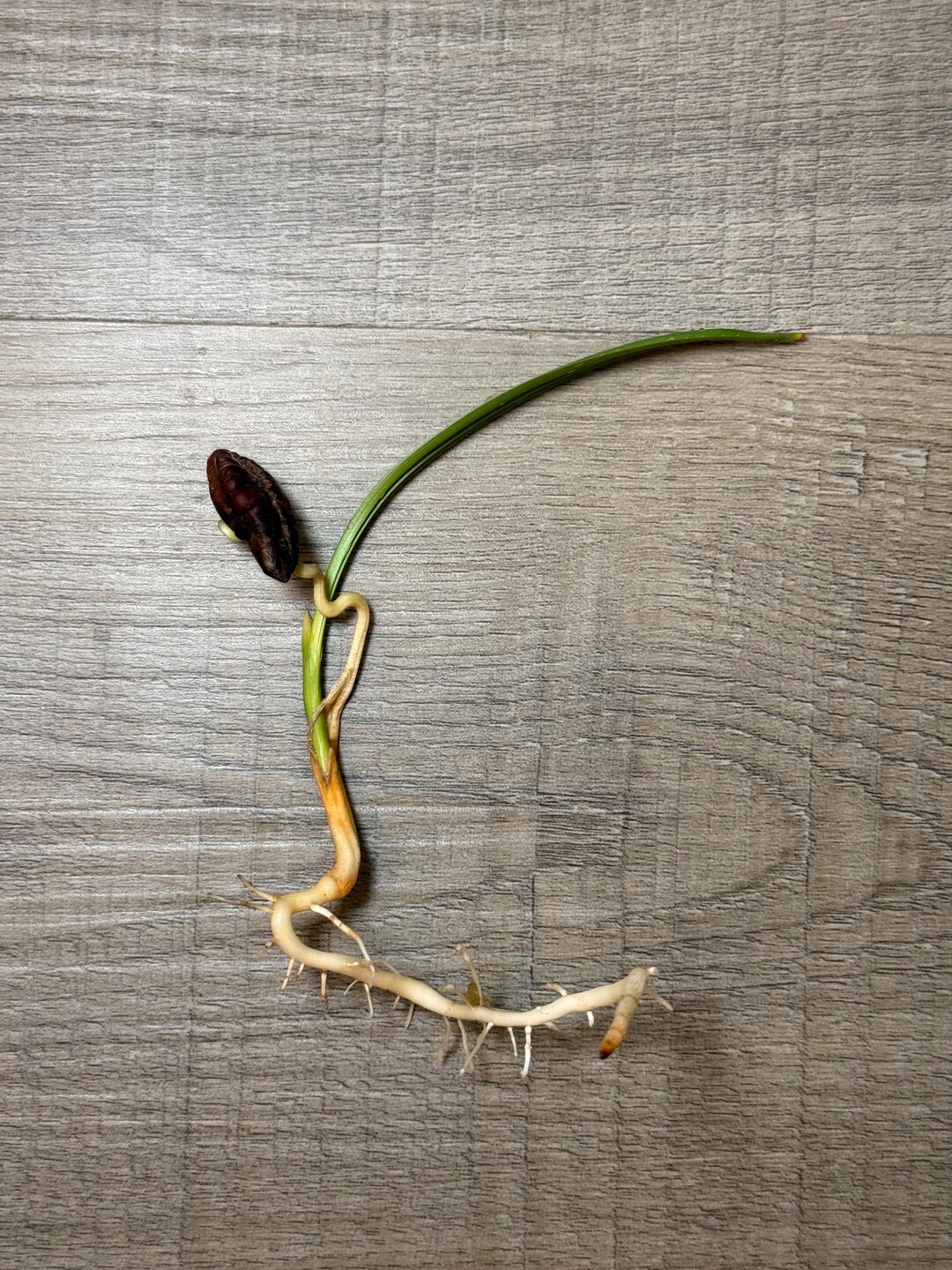 Rooting Date Palm Seed - Tree Seedling Ready to Root - Rooting ...