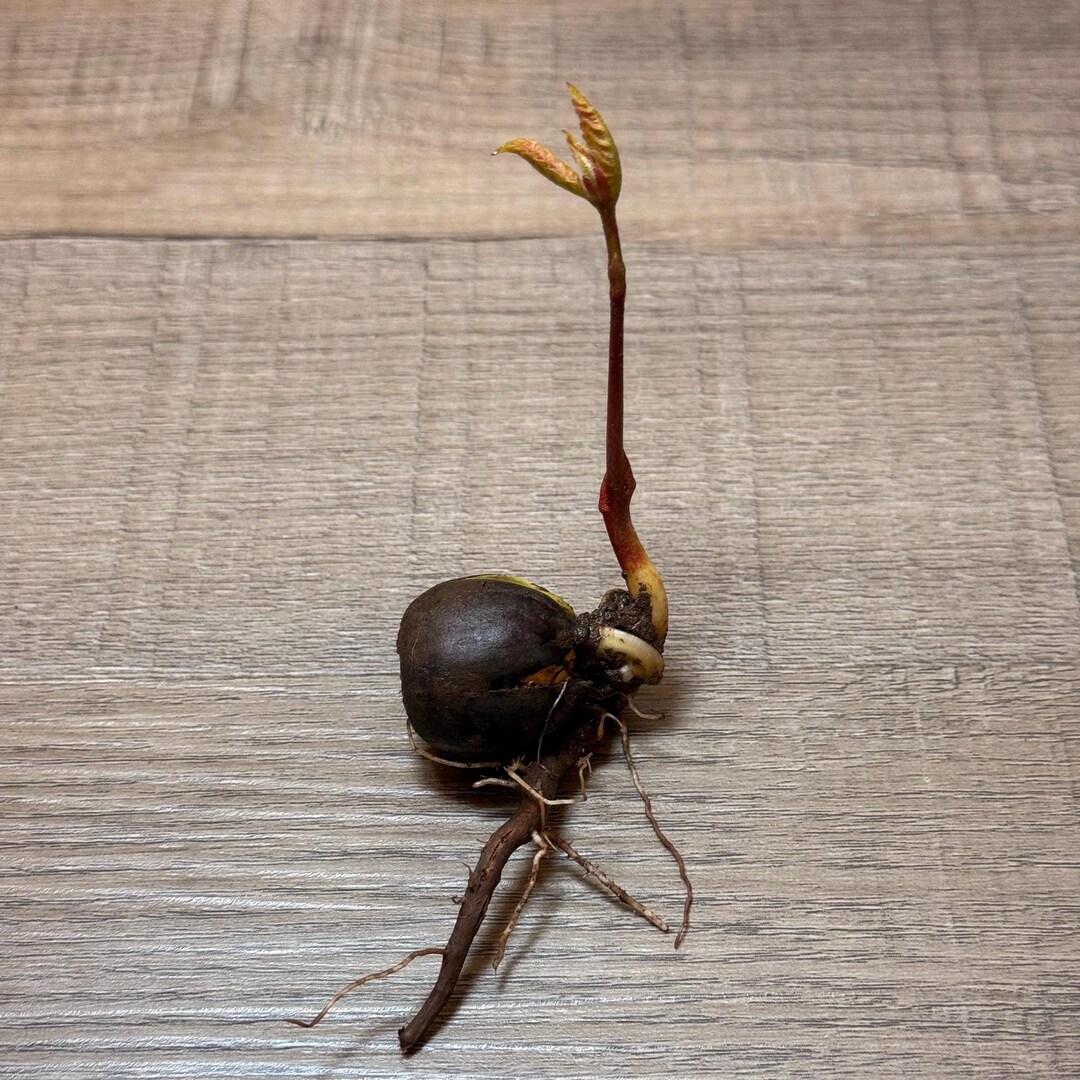 Live Red Oak Tree - Seedling With Roots - Ready to Grow and Sprout ...