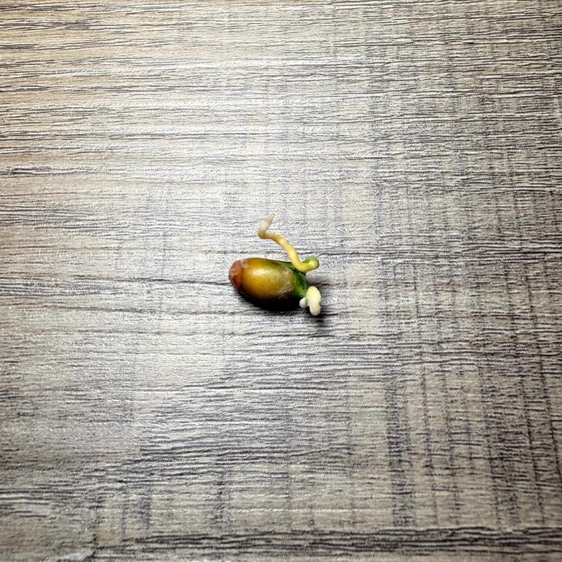 Live Grapefruit Tree - Germinated Seed Seedling Rooting Fruit Trees ...